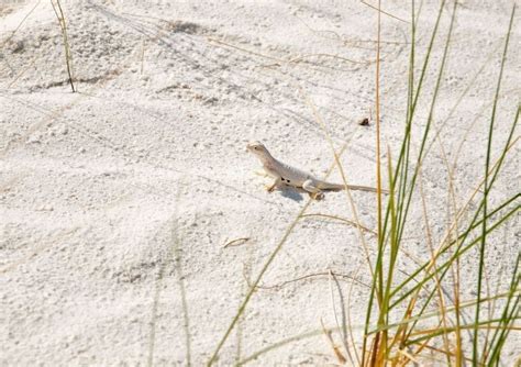 All You Need To Know About White Sands Americas Newest National Park