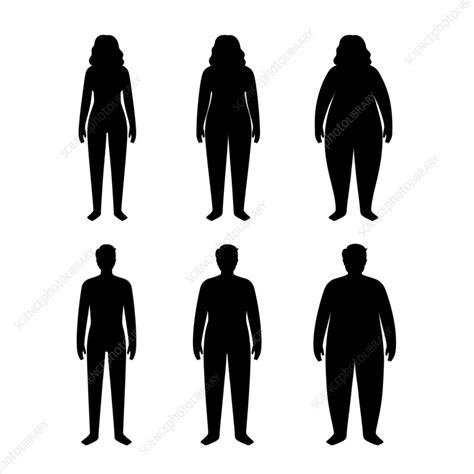 Body Mass Index Illustration Stock Image F0376249 Science Photo