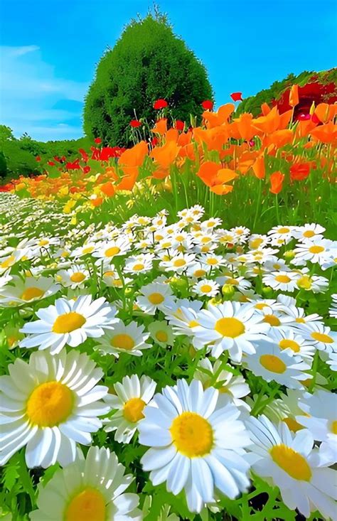 무료 노란색 해바라기 꽃 배경 이미지 노란 해바라기 고화질 배경 사진 배경 Png 및 벡터 풍경 퀼트 해바라기 밭 사진 해바라기