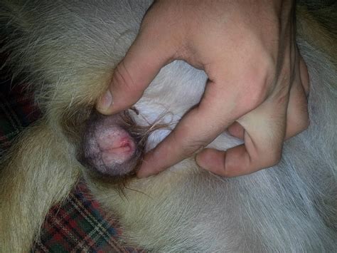 So My Dog Is In Heat And This Is Her Vagina Imgur