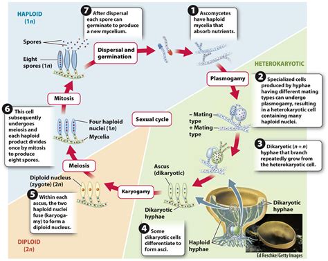 Ascomycetes Fungi Life Cycle Asexual Reproduction In Penicillium Life