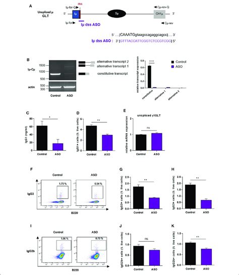 Impaired Antibody Class Switching In B Cells Treated By Iµ Exon Dss