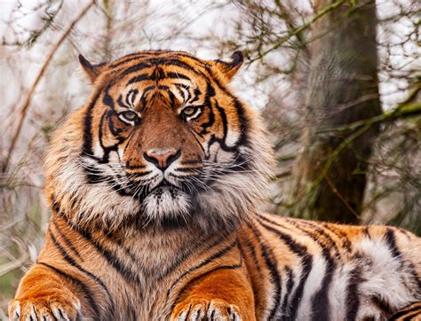 4000 Free Tiger And Nature Photos Pixabay