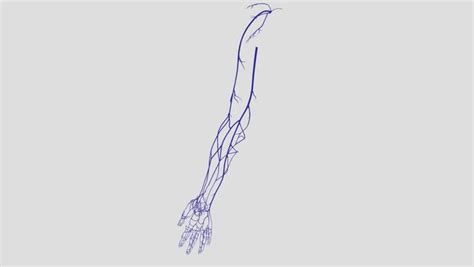 Cephalic Bilder Bläddra Bland 395 Stockfoton Vektorer Och Videor Adobe Stock