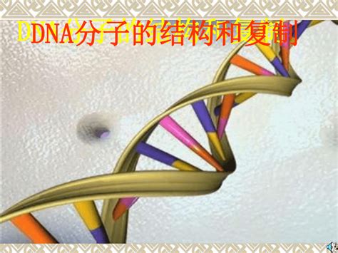 人教版必修2第三章第三节dna的分子结构与复制（共46张ppt） 21世纪教育网