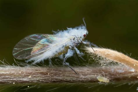 Woolly Aphids Insect Facts Eriosoma Lanigerum A Z Animals