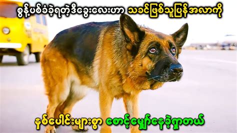 လေဆိပ်မှာစွန့်ပစ်ခံခဲ့ရတဲ့ဒီခွေးလေးဟာ သခင်ဖြစ်သူပြန်အလာကို နှစ်ပေါင်းမ