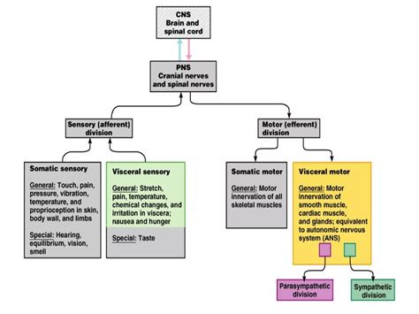 Autonomic Nervous System Ssr Testing Ppt