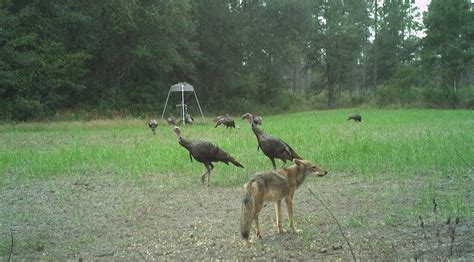 Landscape Characteristics And Predation Risk Infuence Spatial Variation