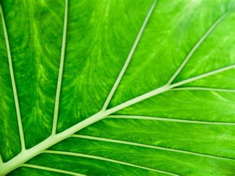 Paan Leaf Background Images Free Download On Freepik