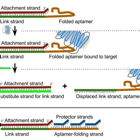 Nanoparticle­aptamer Conjugation Methods And Application Of Download Scientific Diagram