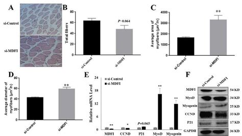 Interfering Mdfi Promotes The Muscle Development In Vivo A Hande Download Scientific Diagram