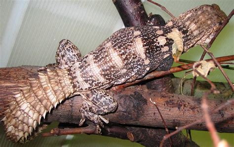 Ctenosaura Clarki Alchetron The Free Social Encyclopedia