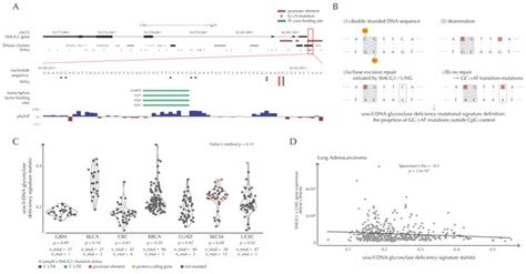 Figures And Data In Non Coding Cancer Driver Candidates Identified With