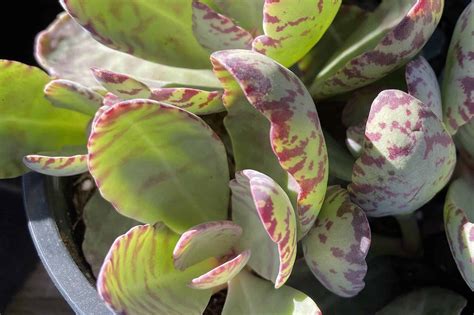 On Sale Kalanchoe Humilis Succulent Plant Plantly