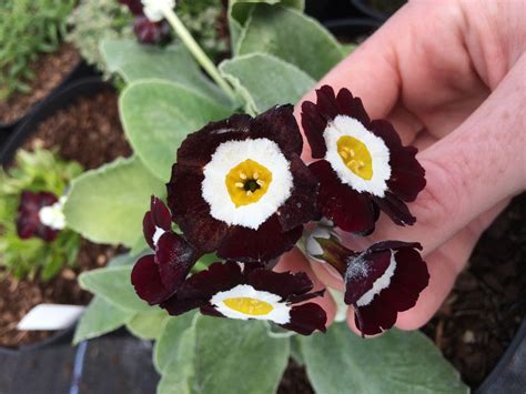 Buy Seeds Online For Gardening Us Europe And Worldwide Free Delivery