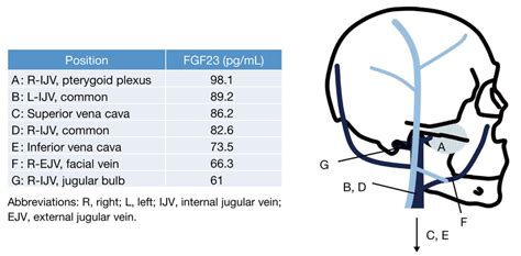 Venous Sampling Of Serum Fgf23 Level Serum Fgf23 Levels At Veins Of Download Scientific Diagram