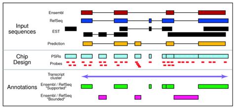 Exon Microarray Design Download Scientific Diagram