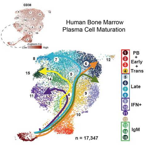 Understanding Heterogeneity Of Human Bone Marrow Plasma Cell Maturation And Survival Pathways By
