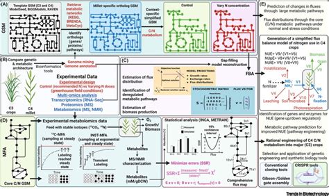 Millet Inspired Systems Metabolic Engineering Of Nue In Crops Plato Aistream V21