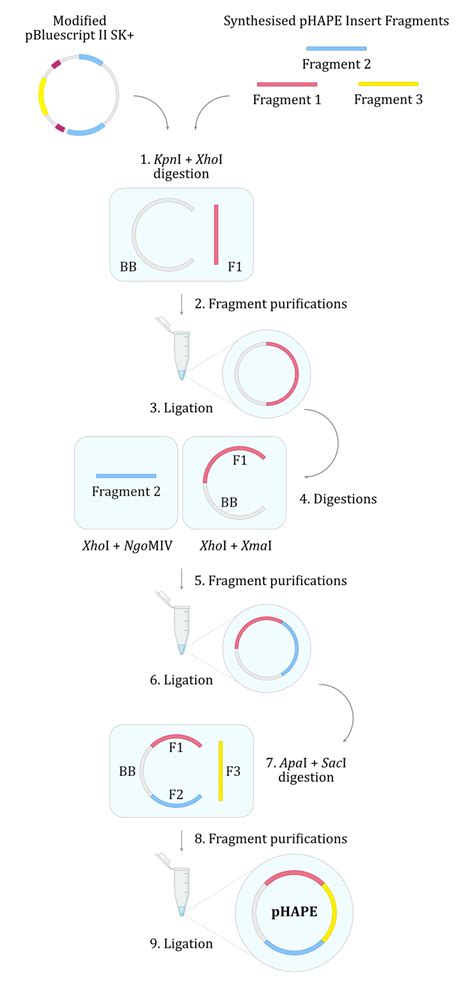 Cloning Scheme For Assembly Of Phape Bb Backbone Modified