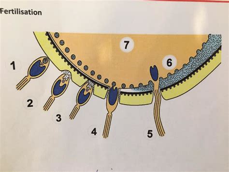 08 Fertilisation Diagram Quizlet