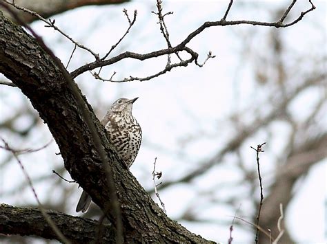 Mistle Thrush Ebird