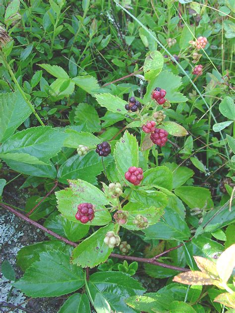 Rubus Hispidus Bristly Blackberry Swamp Dewberry Go Botany