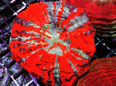 Ultra Acanthophyllia Pacific East Aquaculture