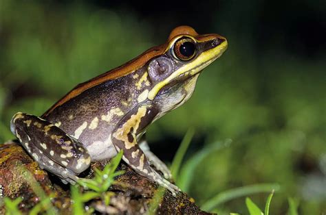 Peptide Found In Frog Mucus Protects Against Influenza Virus The