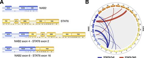 Nab2 Stat6 Fusion Variants A Wild Type Nab2 And Stat6 Mrna