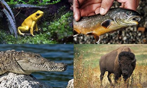 Human Predation Threatens Millions Of Species