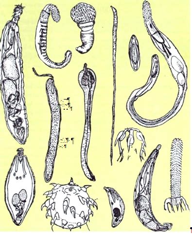 Phylum Acanthocephala