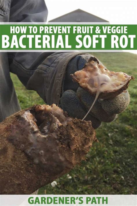 How To Prevent Bacterial Soft Rot On Fruits And Veggies Gardeners Path