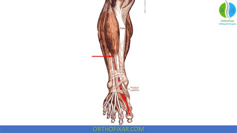 Extensor Hallucis Longus Orthopedic Learning