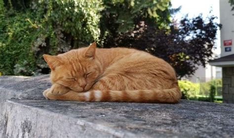20 Orange Tabby Cat Breeds Surprising And Fun Facts About Orange Cats
