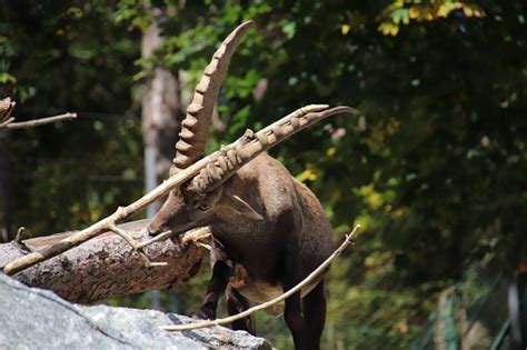 높은 산 아이 벡 스 스타인 복 Capra 아이 벡 스 티 롤 오스트리아 0명에 대한 스톡 사진 및 기타 이미지 0명 가까운 가을 Istock