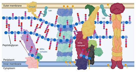 Ijms Free Full Text A Dynamic Network Of Proteins Facilitate Cell Envelope Biogenesis In