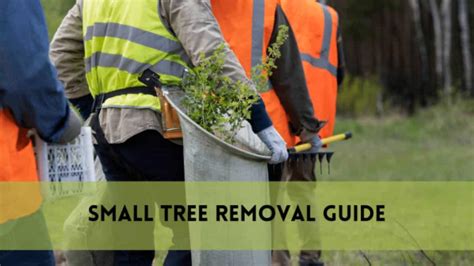 How To Remove A Small Tree Without Hiring Help Arborist