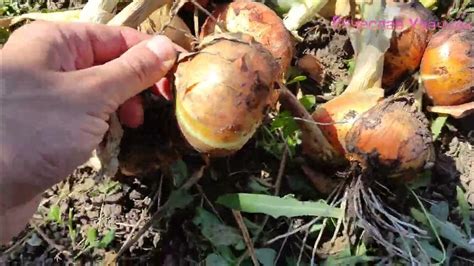 Когда выкапывать Лук Youtube