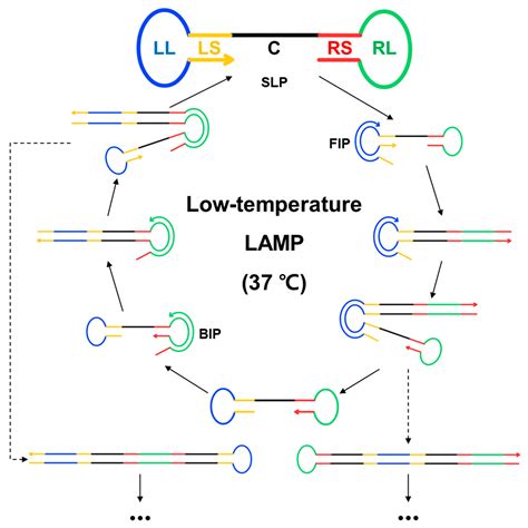 Low Temperature Loop Mediated Isothermal Amplification Operating At Physiological Temperature