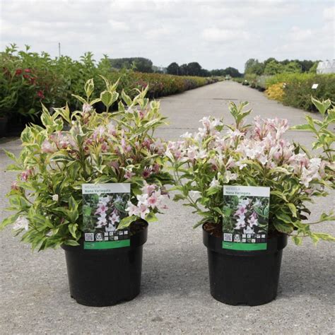 Weigela florida 'Nana Variegata' - buy plants at Coolplants