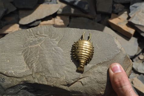 The Cambrian Explosion And The Burgess Shale The Burgess Shale Geoscience Foundation
