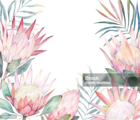 프로테아가 있는 꽃 카드 결혼식 초대장 포스터 발렌타인 데이 부활절 생일을 위한 수채화 템플릿 0명에 대한 스톡 벡터 아트 및 기타 이미지 Istock