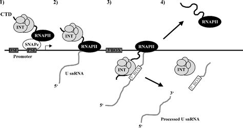 Integrator A Multiprotein Mediator Of Small Nuclear Rna Processing Associates With The C