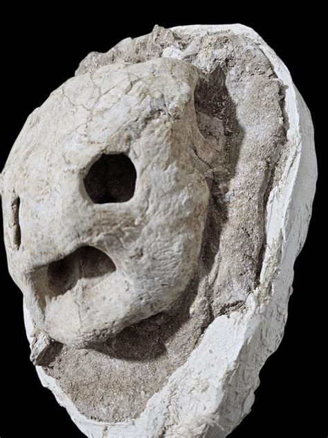 Rare Fossilized Turtle Natural Specimen Authentic Prehistoric