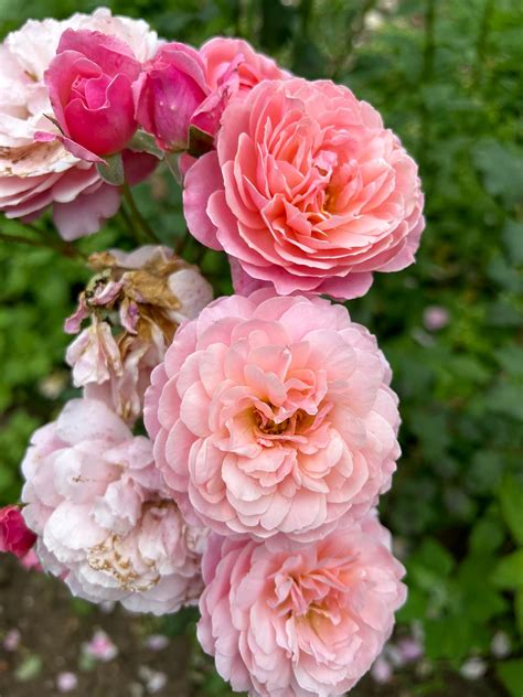 ვარდის სახლი House Of Rose Home