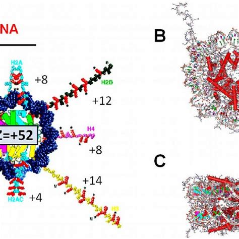 Structure Of The Nucleosome Core Particle A Schematic