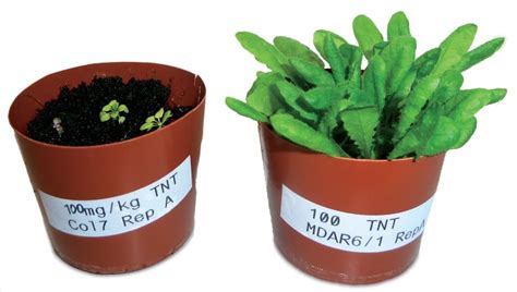 Mutant Enzyme Helps Plants Tolerate