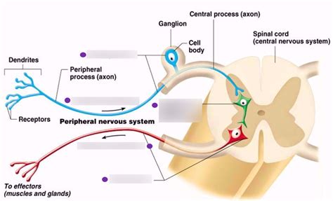 Interneuron Motor Neuron Sensory Neuron